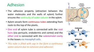 Ascent of sap | PPTX