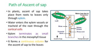 Ascent of sap | PPTX