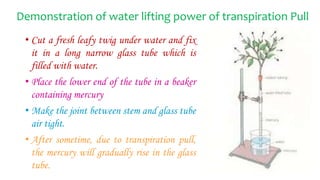 Transpiration Pull Experiment