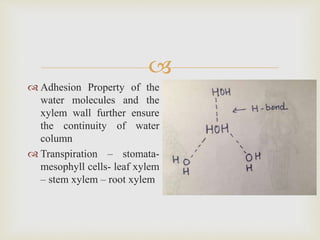 Ascent of sap in plants - Physiology of Plants | PPTX