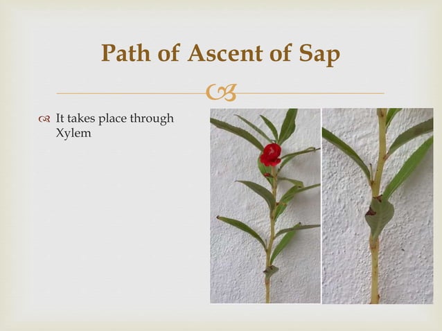 Ascent of sap in plants - Physiology of Plants | PPTX | Gardening ...