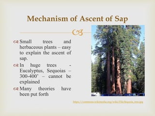 Ascent of sap in plants - Physiology of Plants | PPTX