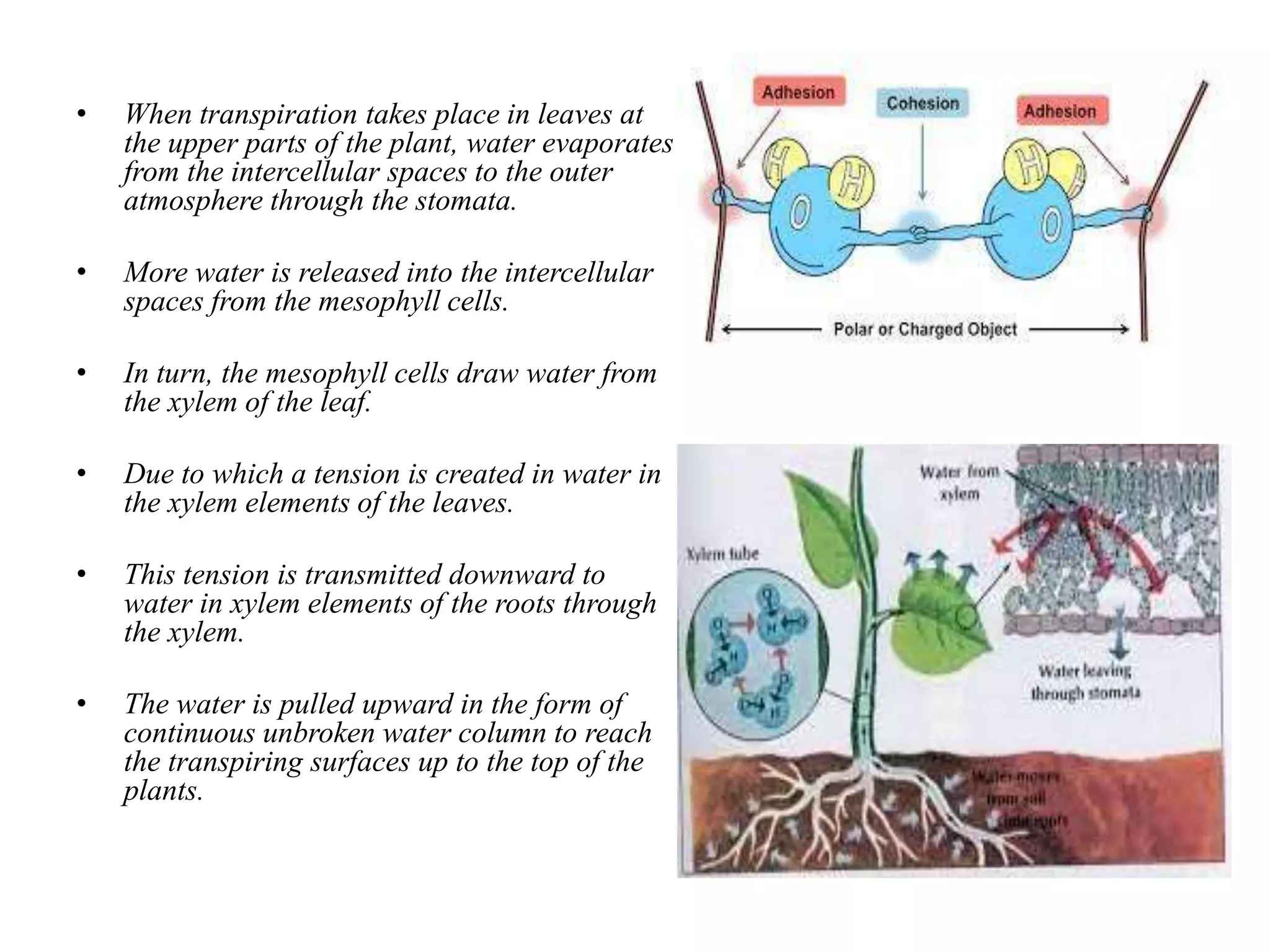 Ascent of sap (plant physiology) | PPTX