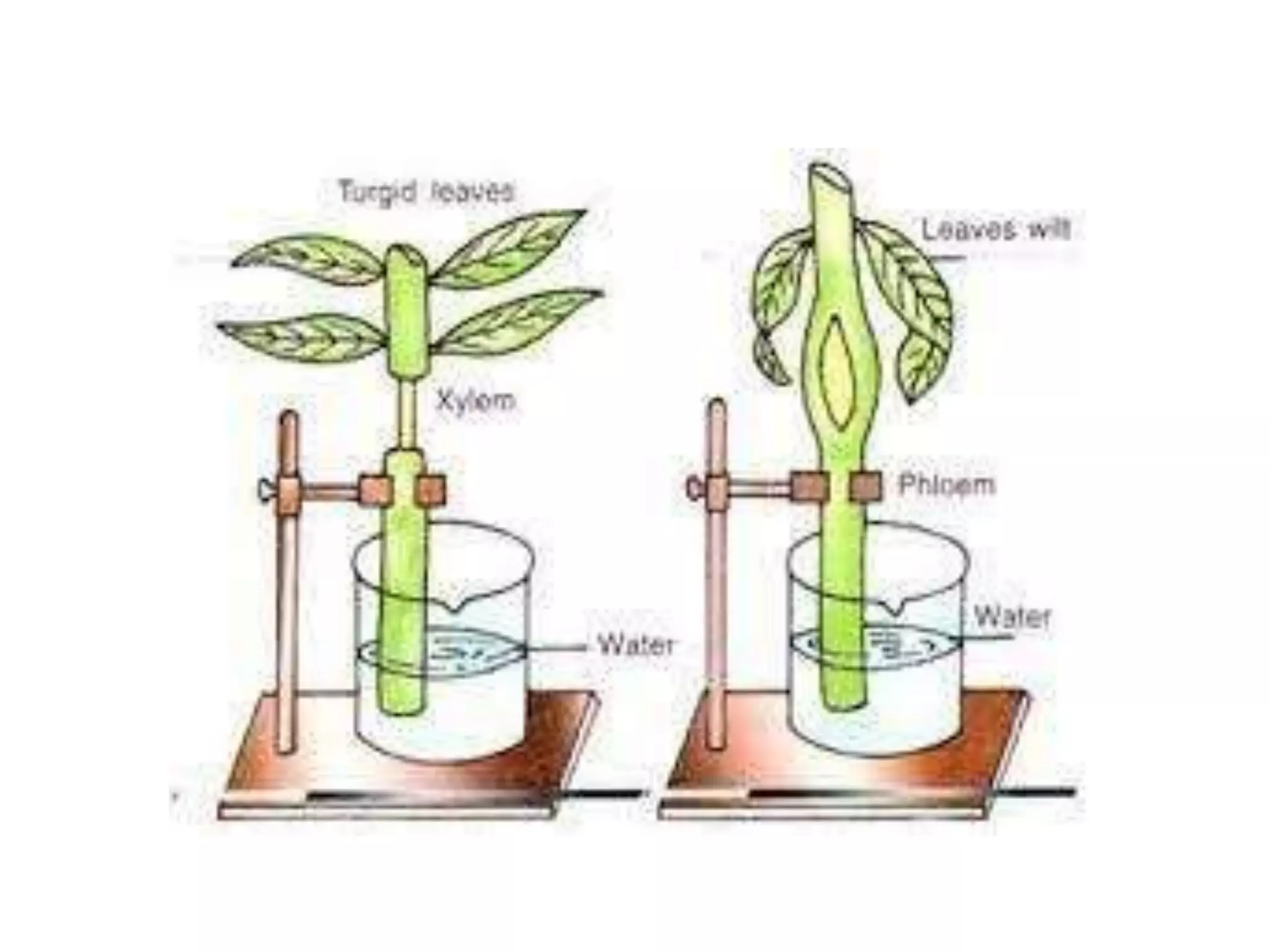 Ascent of sap (plant physiology) | PPTX