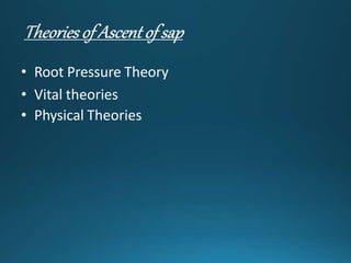 ASCENT OF SAP-342497462.pptx