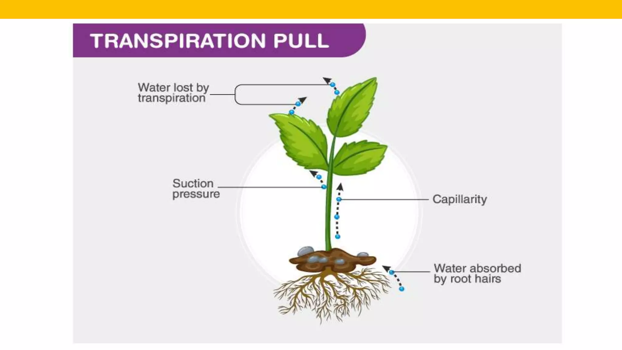 Ascent of sap and transpiration | PPTX