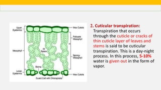 Ascent of sap and transpiration | PPTX