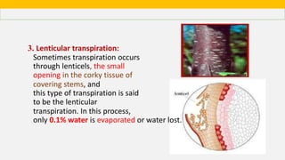 Ascent of sap and transpiration | PPTX