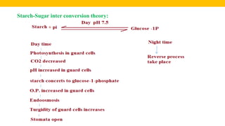 Ascent of sap and transpiration | PPTX