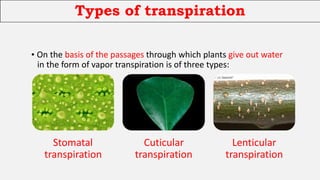 Ascent of sap and transpiration | PPTX