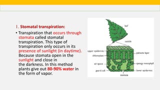 Ascent of sap and transpiration | PPTX