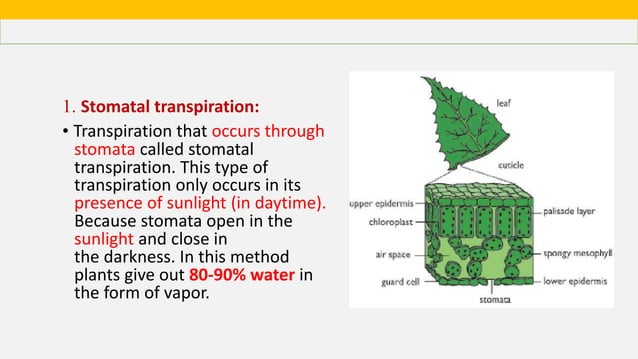 Ascent of sap and transpiration | PPTX