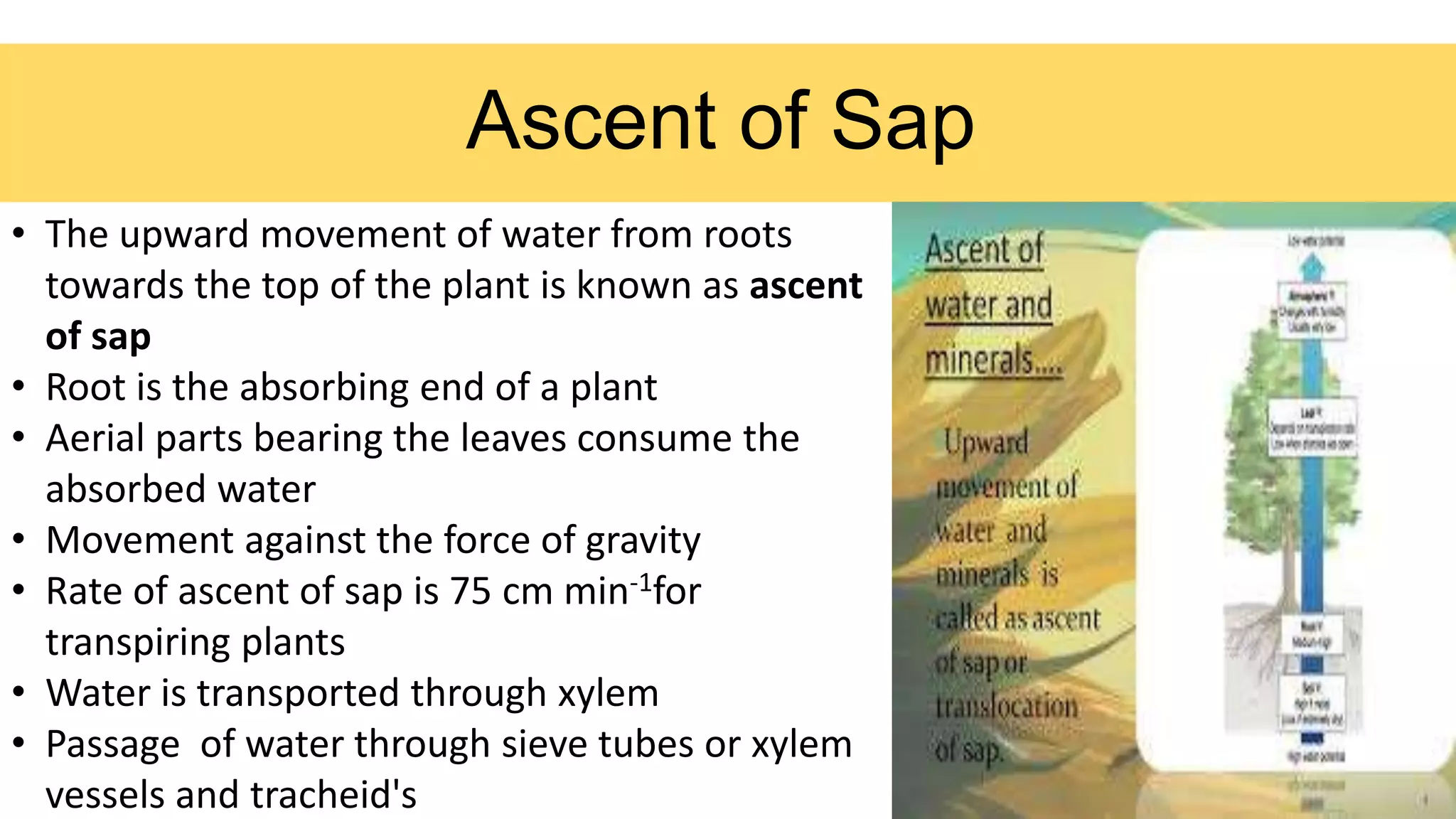 Ascent of sap [autosaved] | PPTX