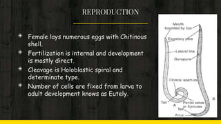 Aschelminthes | PPTX