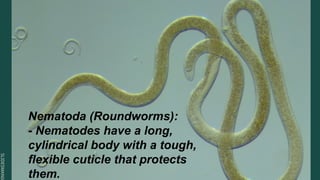 aschelmintheshahhahahahahaahahahaahahahhahh | PPT