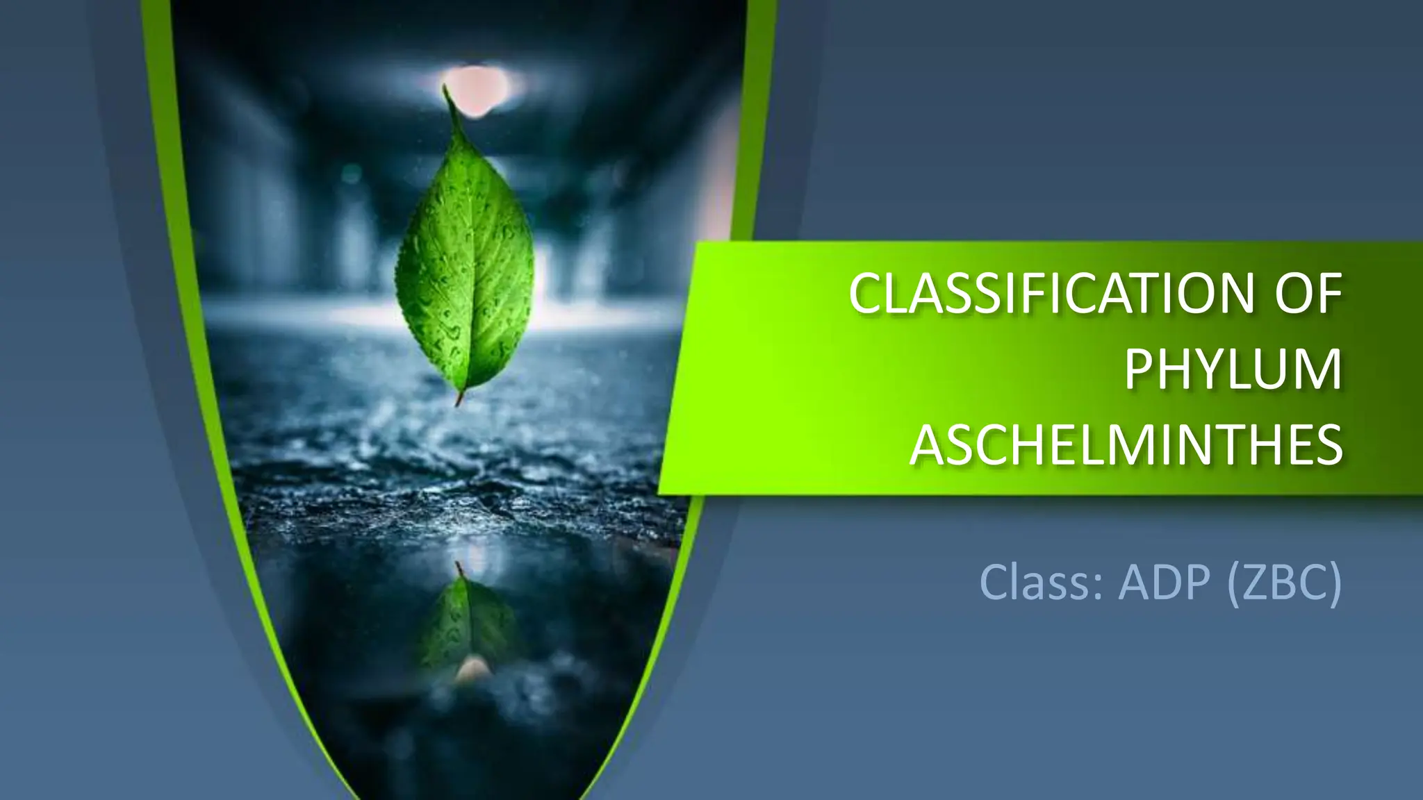 Classes of Aschelminthes Powerpoint Presentation | PPTX