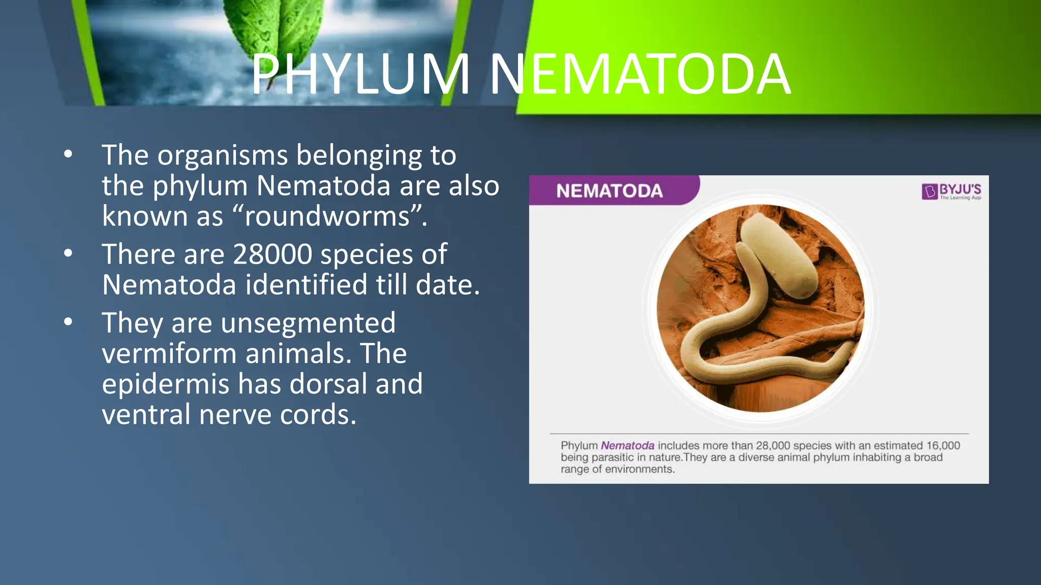 Classes of Aschelminthes Powerpoint Presentation | PPTX