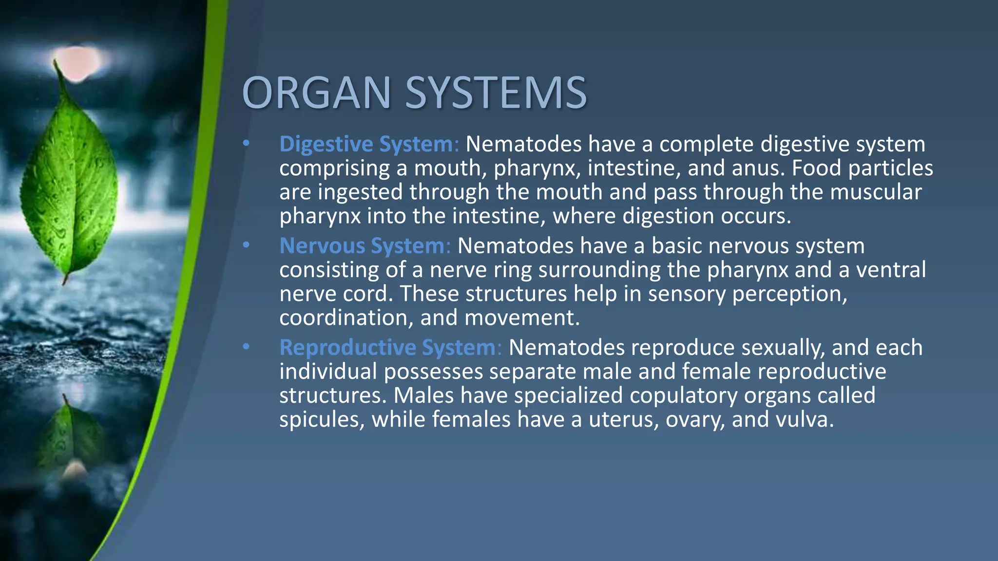 Classes of Aschelminthes Powerpoint Presentation | PPTX