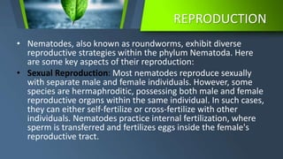 Classes of Aschelminthes Powerpoint Presentation | PPTX