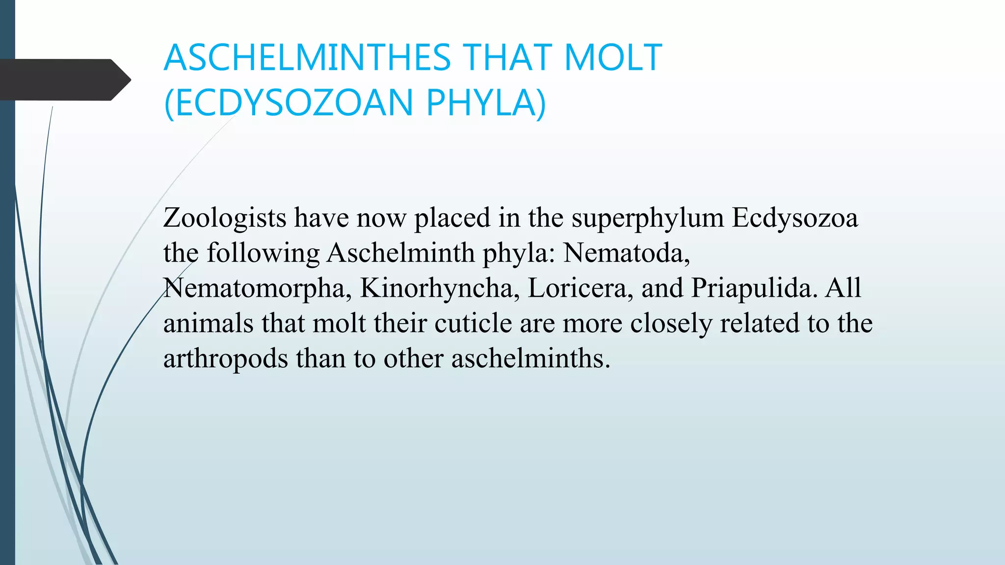 Aschelminthes (lophotrochozoan and ecdysozoan phyla) | PPTX