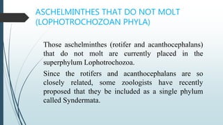 Aschelminthes (lophotrochozoan and ecdysozoan phyla) | PPTX