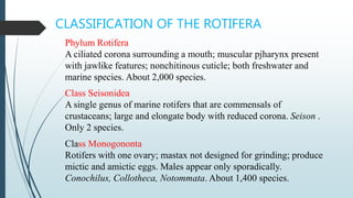 Aschelminthes (lophotrochozoan and ecdysozoan phyla) | PPTX
