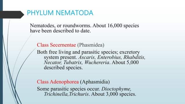 Aschelminthes (lophotrochozoan and ecdysozoan phyla) | PPTX ...