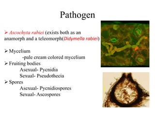Aschochyta blight of chick pea | PPTX
