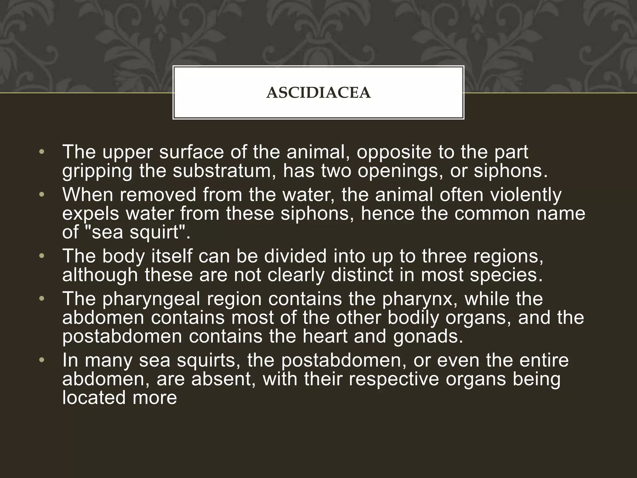 Ascidia - Zoology - exam point of view | PPTX