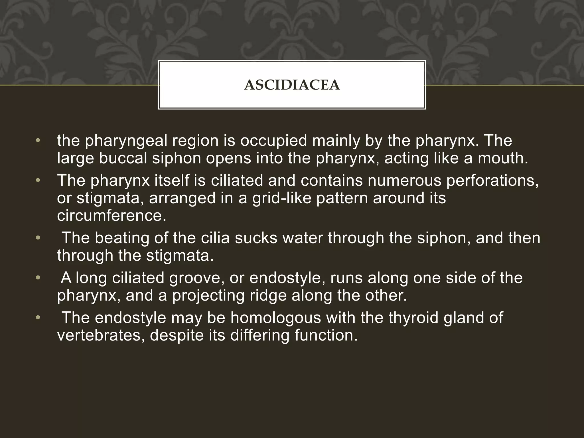 Ascidia - Zoology - exam point of view | PPTX