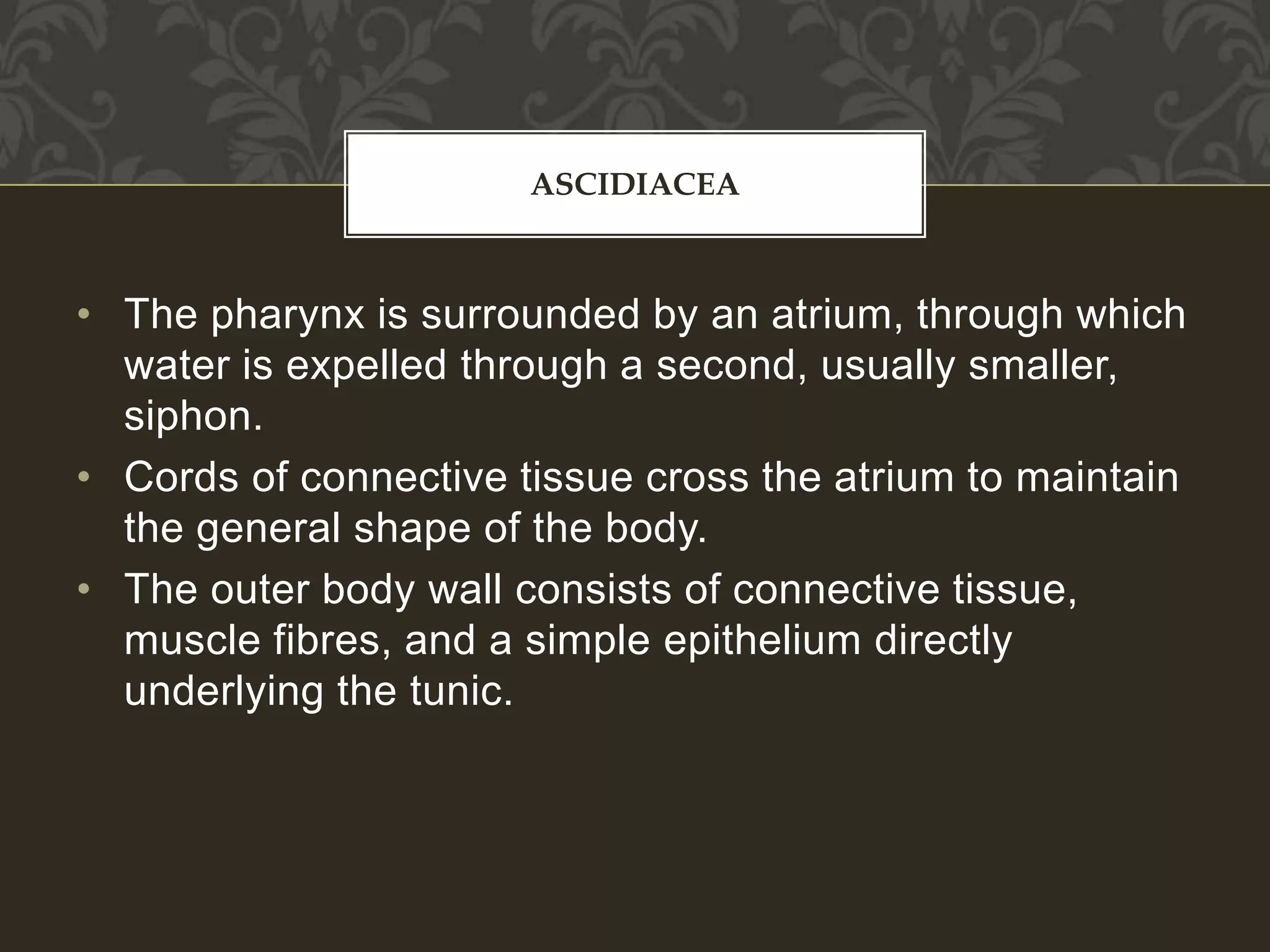Ascidia - Zoology - exam point of view | PPTX