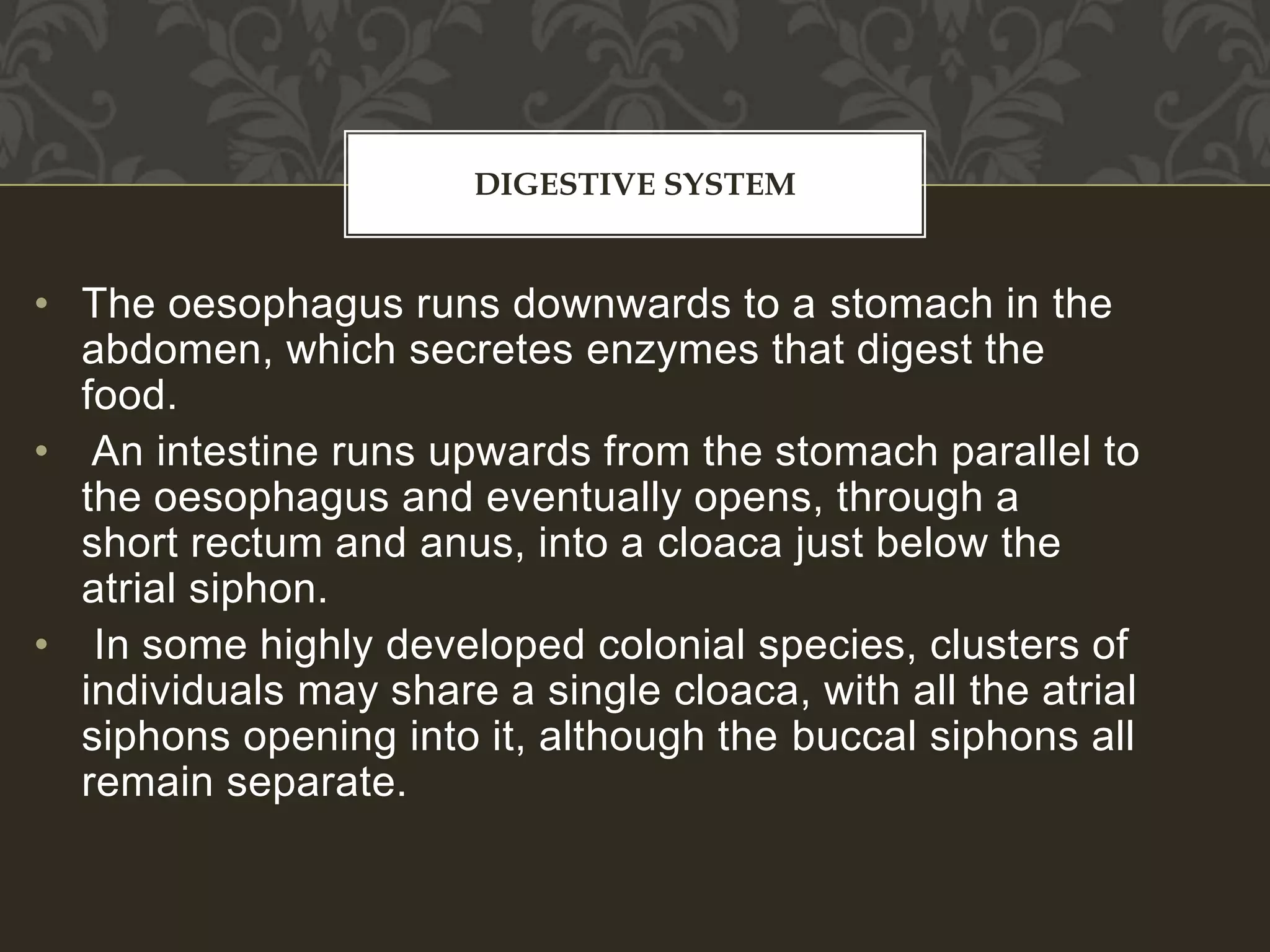 Ascidia - Zoology - exam point of view | PPTX