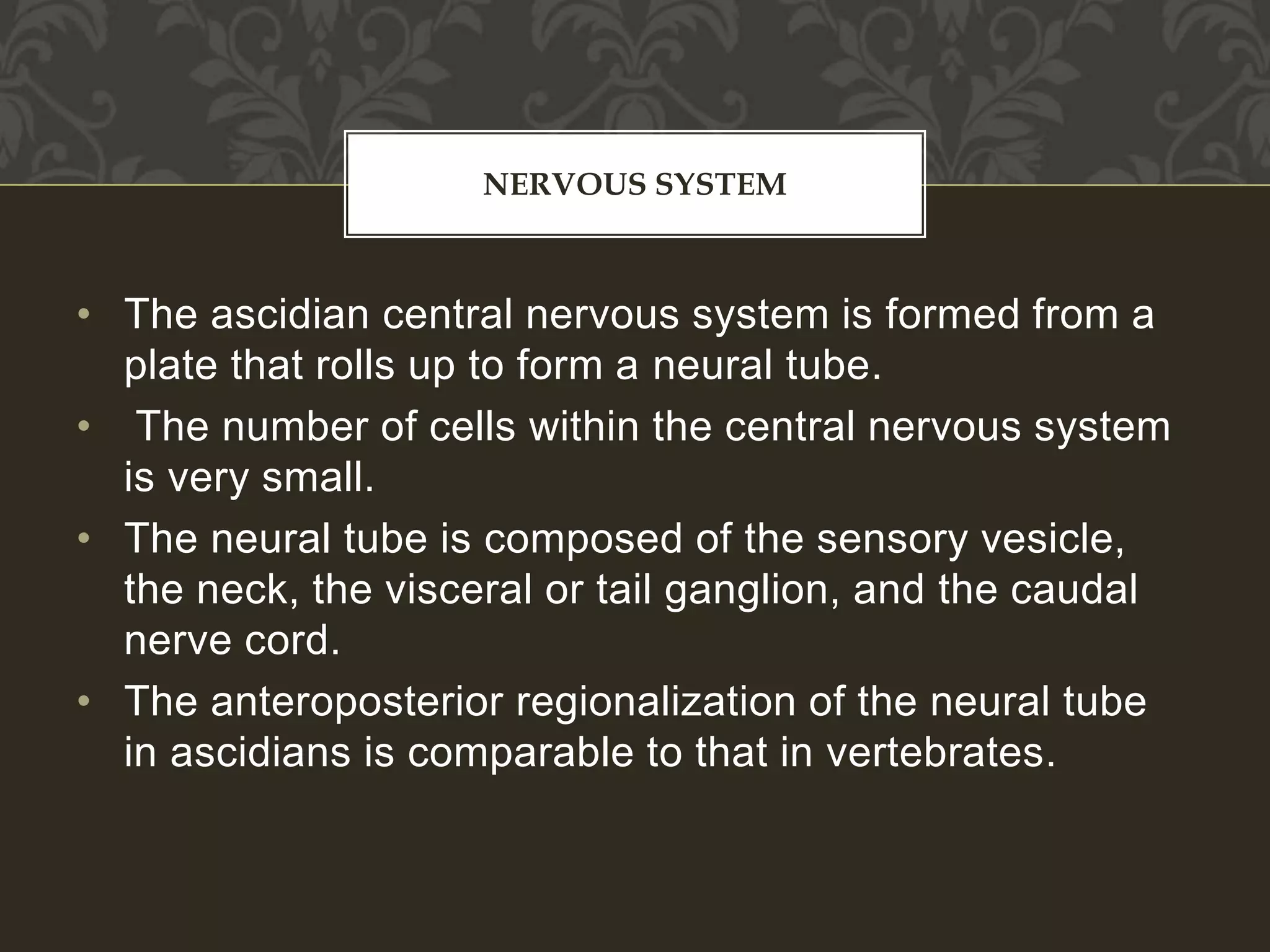 Ascidia - Zoology - exam point of view | PPTX