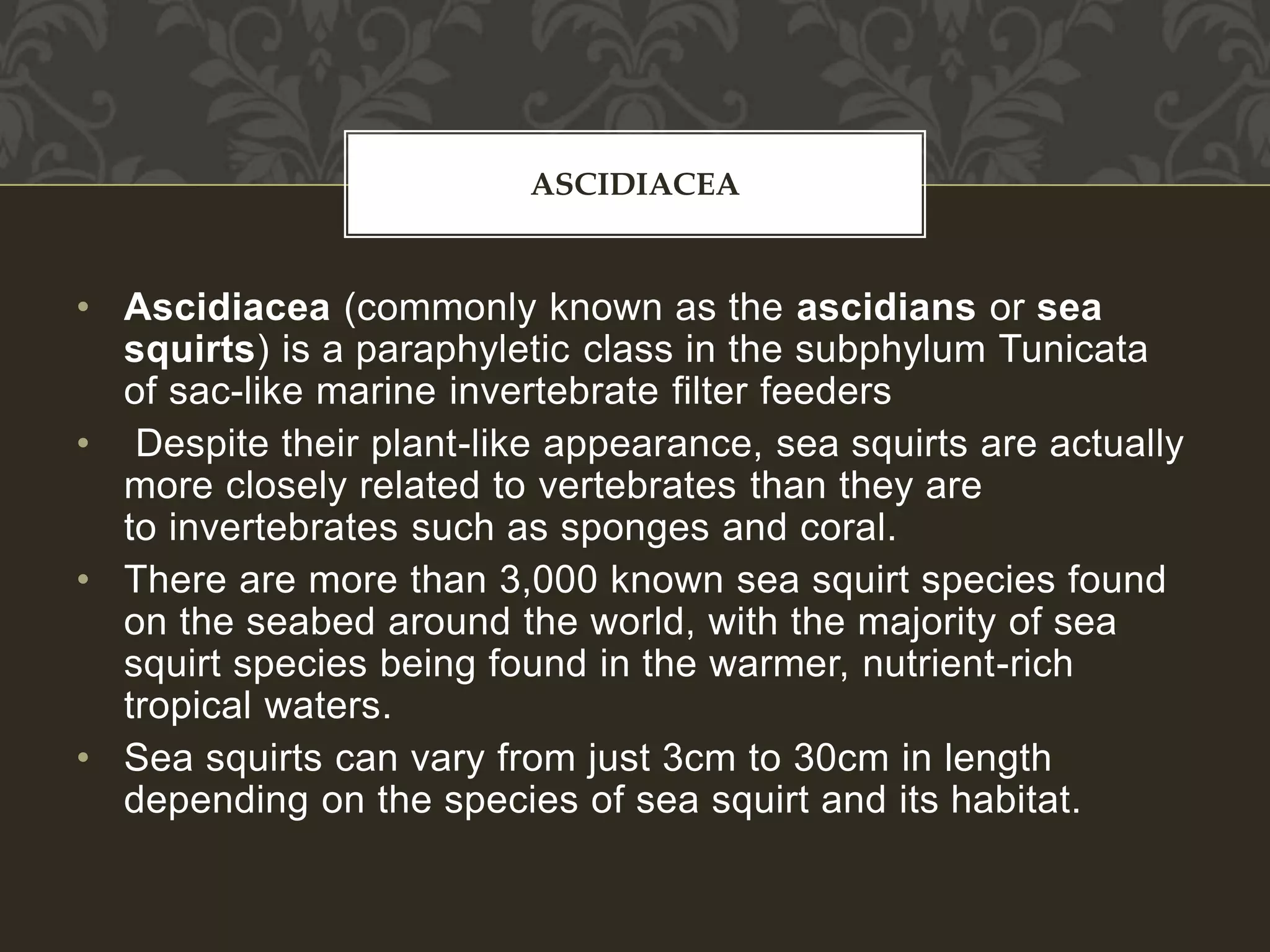 Ascidia - Zoology - exam point of view | PPTX