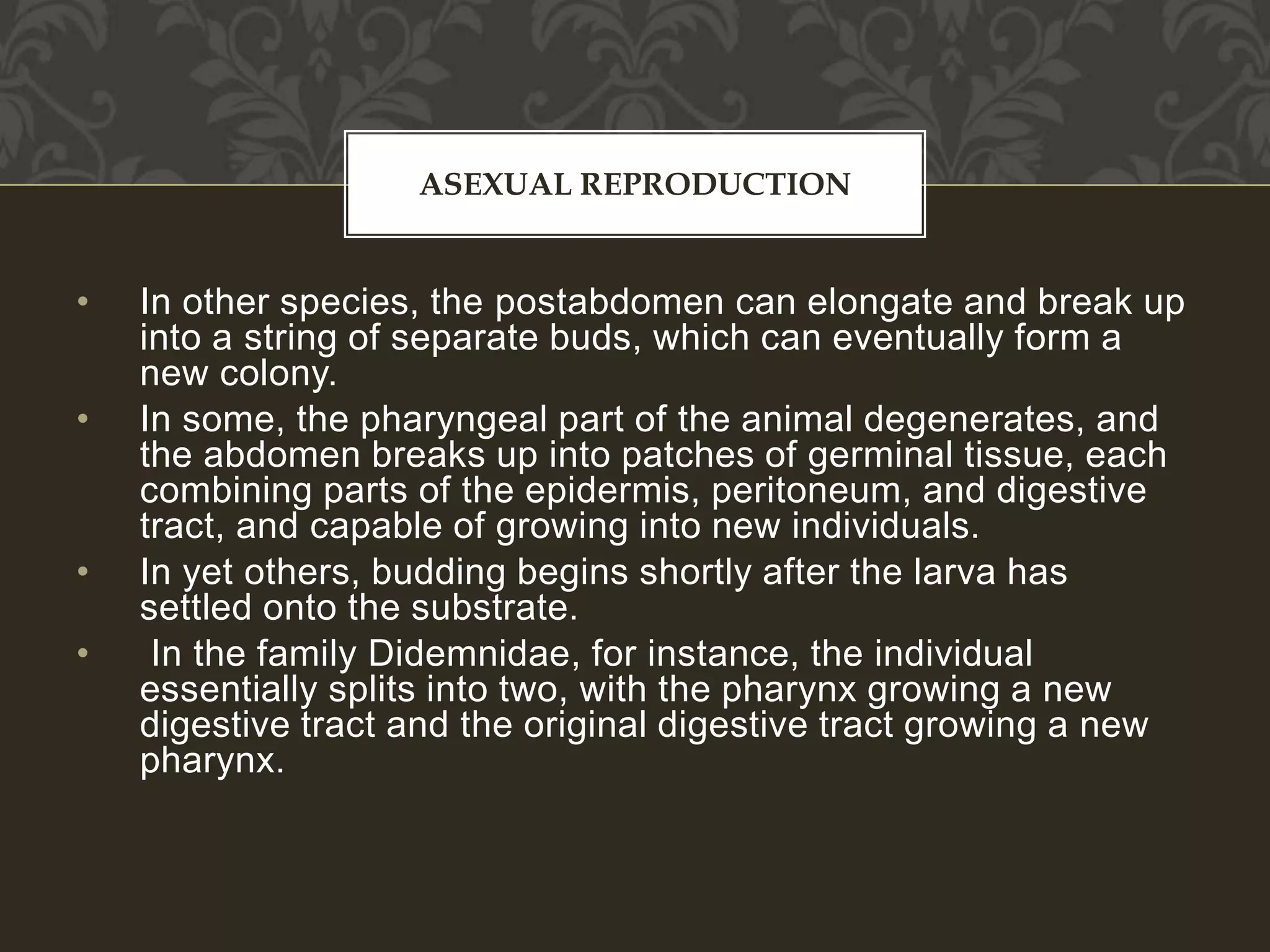Ascidia - Zoology - exam point of view | PPTX