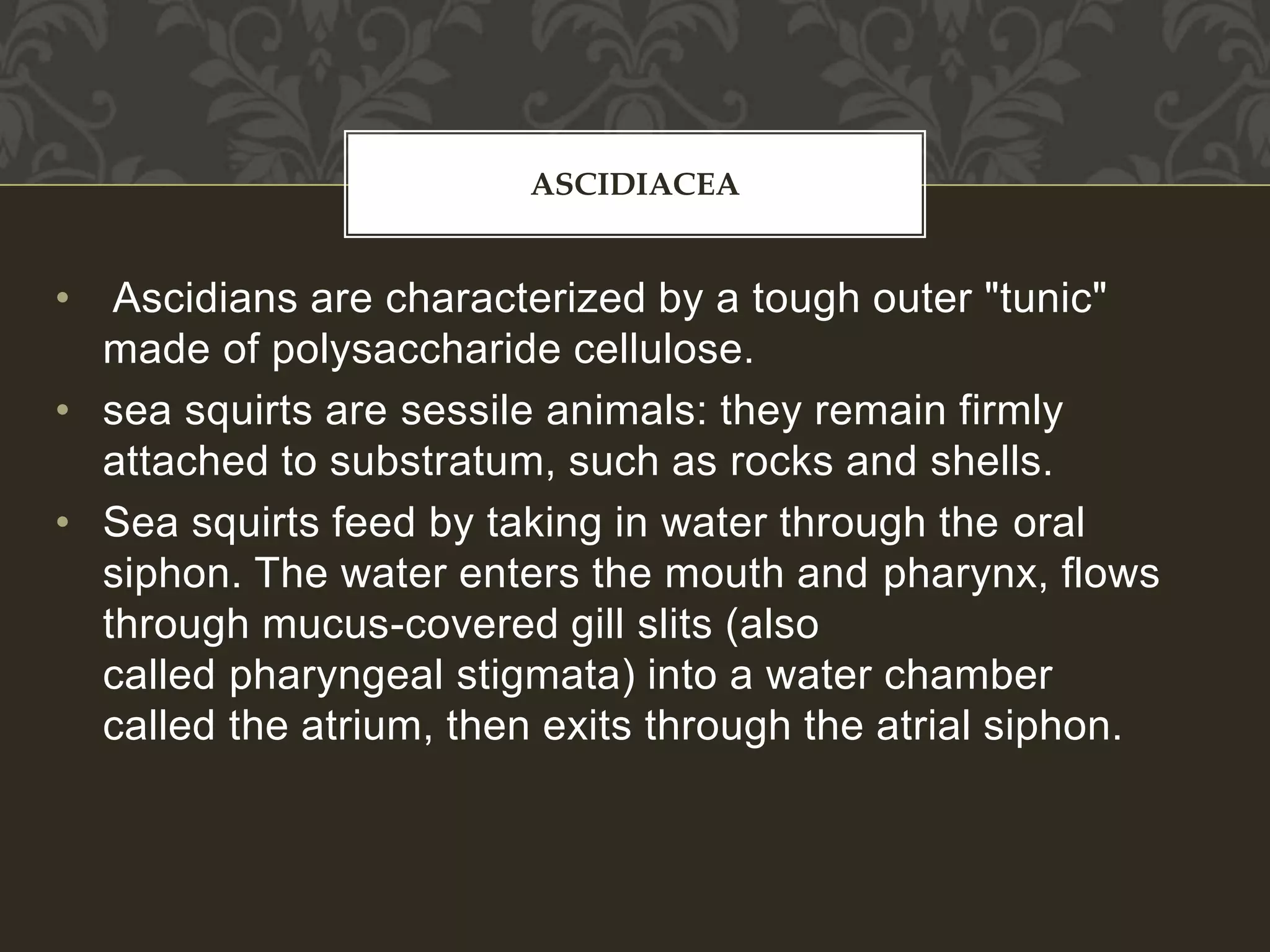 Ascidia - Zoology - exam point of view | PPTX