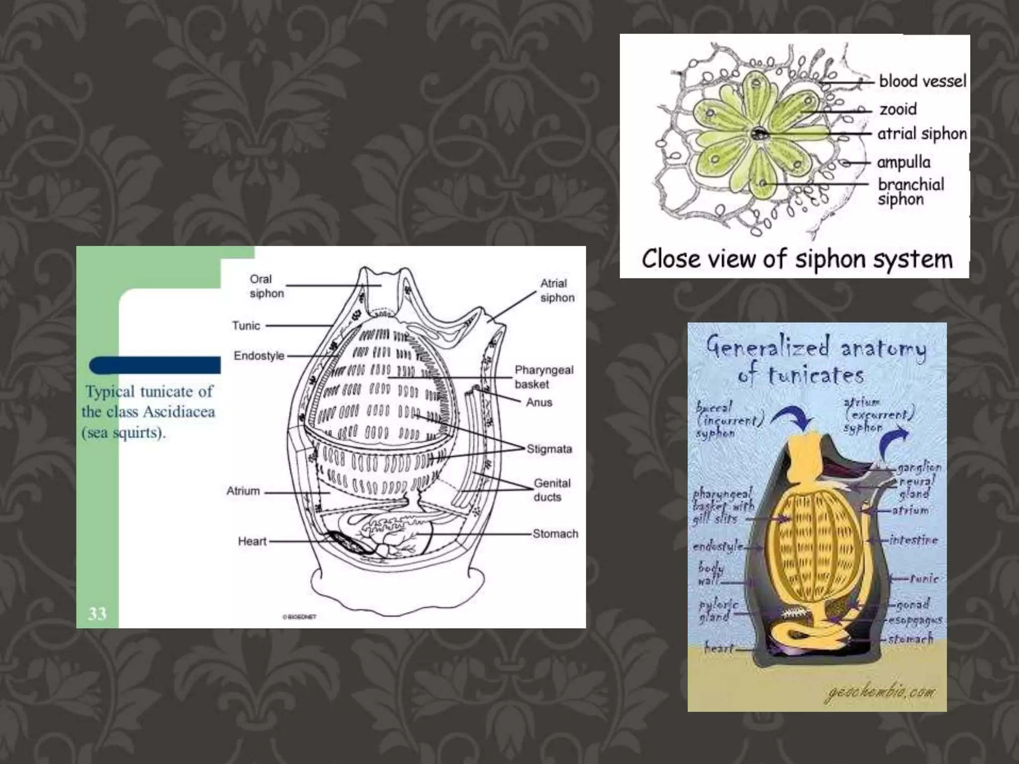 Ascidia - Zoology - exam point of view | PPTX