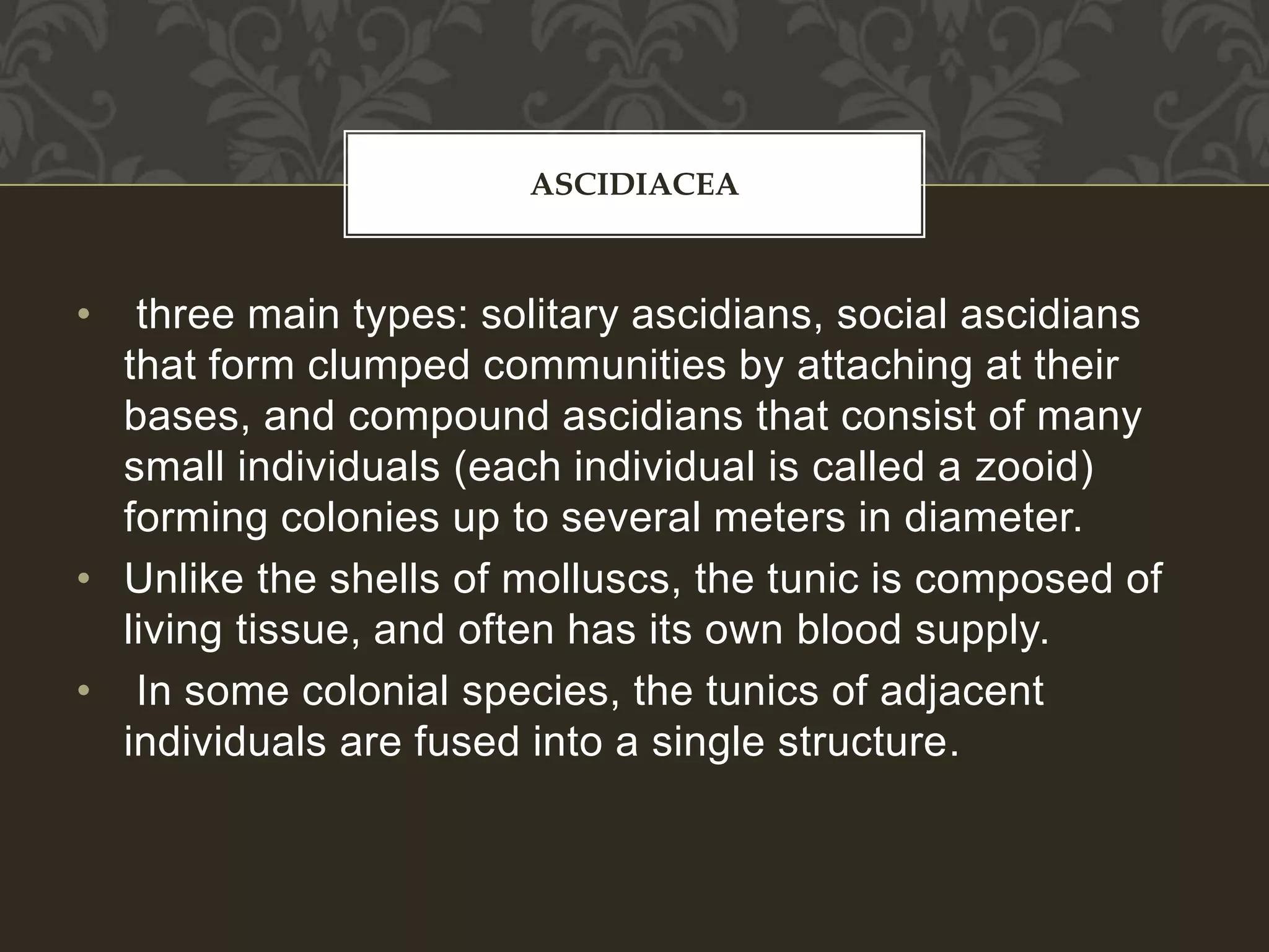 Ascidia - Zoology - exam point of view | PPTX