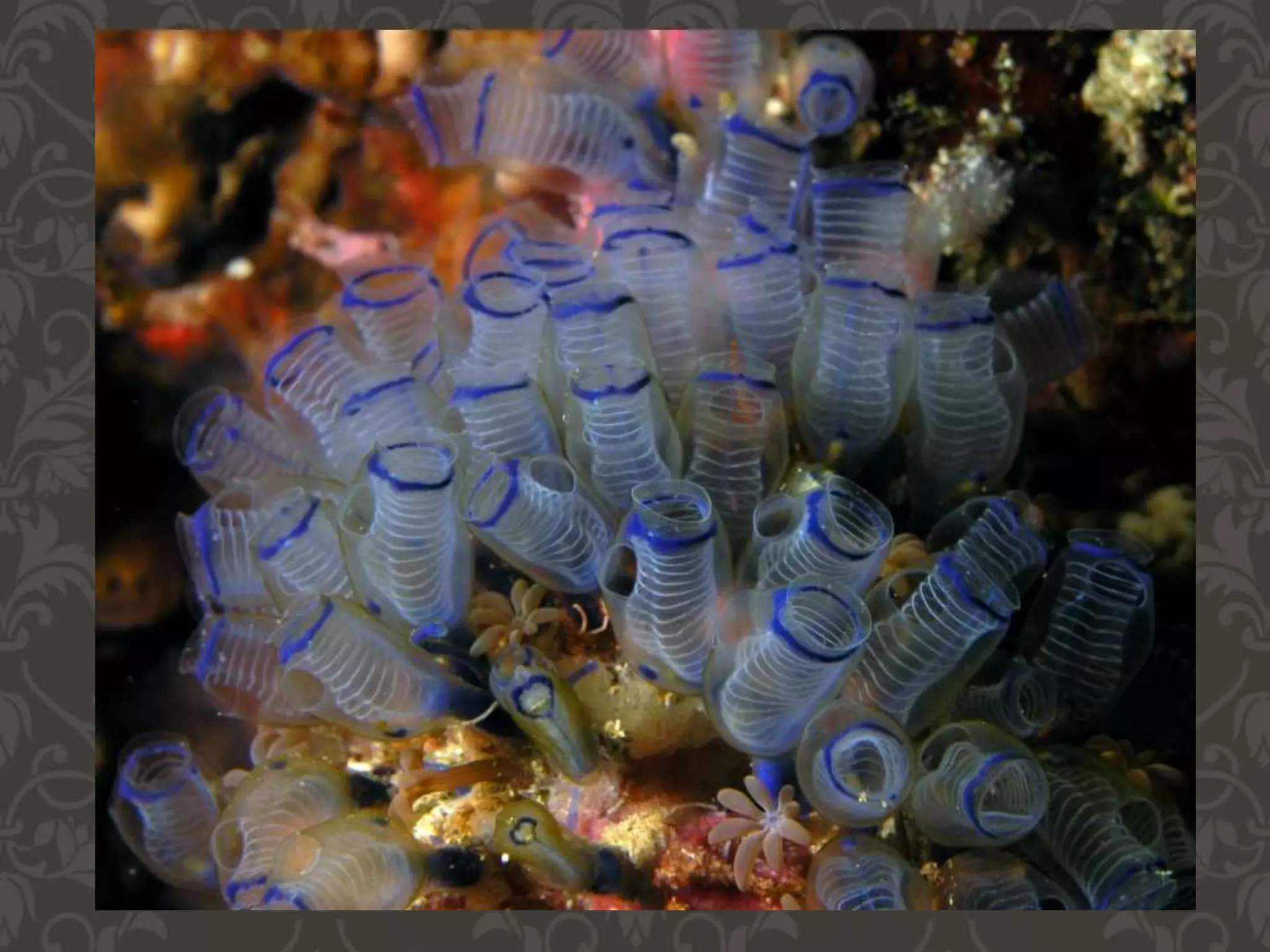 Ascidia - Zoology - exam point of view | PPTX