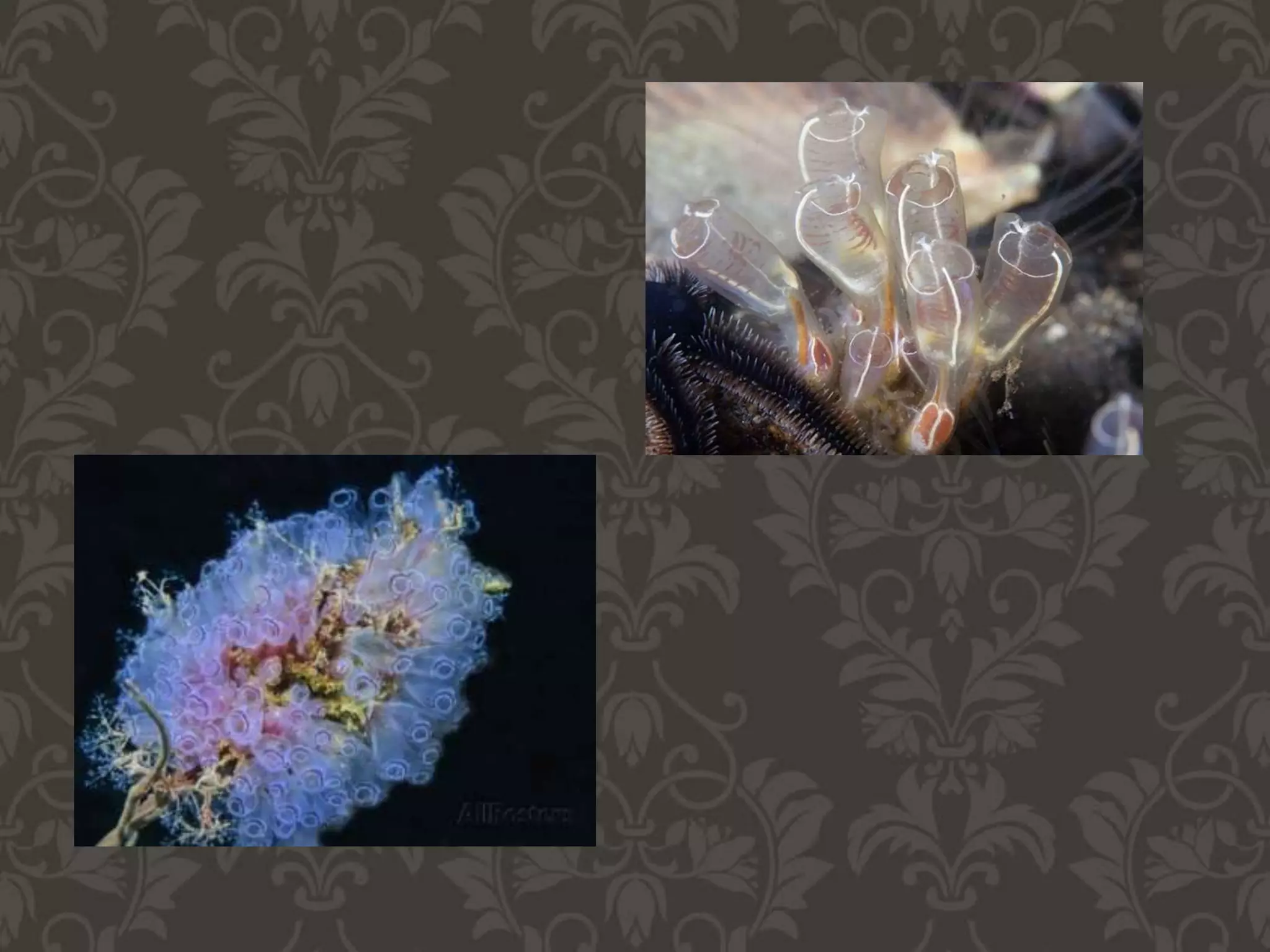 Ascidia - Zoology - exam point of view | PPTX