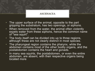 Ascidia - Zoology - exam point of view | PPTX