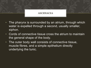 Ascidia - Zoology - exam point of view | PPTX
