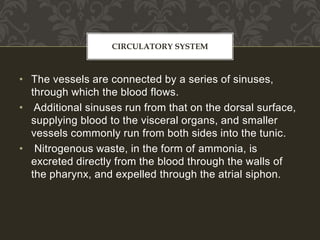 Ascidia - Zoology - exam point of view | PPTX