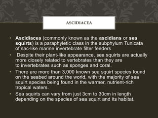 Ascidia - Zoology - exam point of view | PPTX