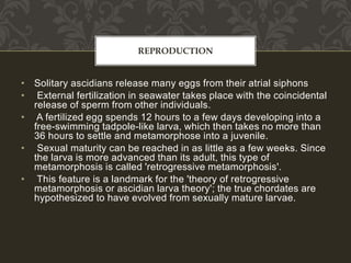 Ascidia - Zoology - exam point of view | PPTX