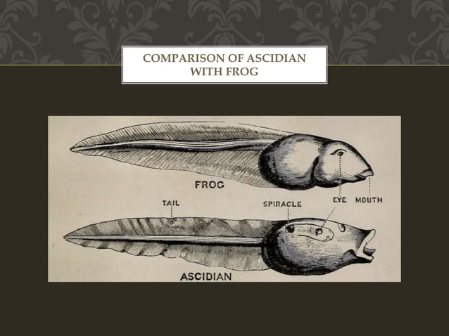 Ascidia - Zoology - exam point of view | PPTX