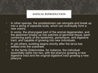 Ascidia - Zoology - exam point of view | PPTX