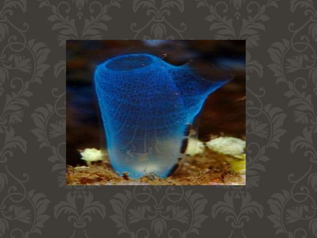 Ascidia - Zoology - exam point of view | PPTX