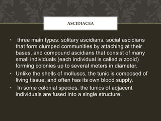Ascidia - Zoology - exam point of view | PPTX