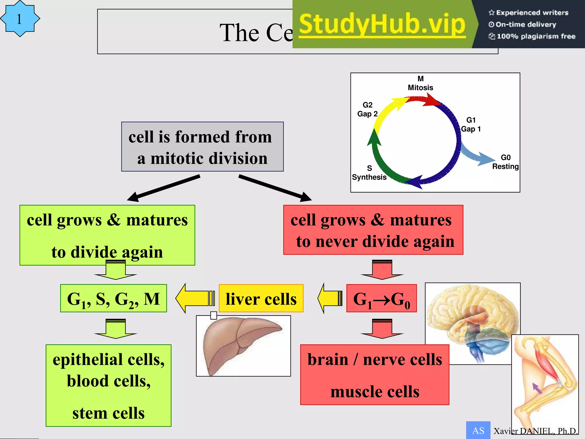 AS CIE Cell And Nuclear Division (Mitosis And Meiosis) | PPT